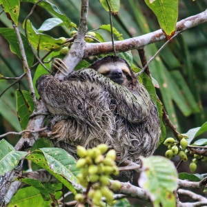 Chilled Sloth : Spotify Playlist [Submit Music Here] • Soundplate.com